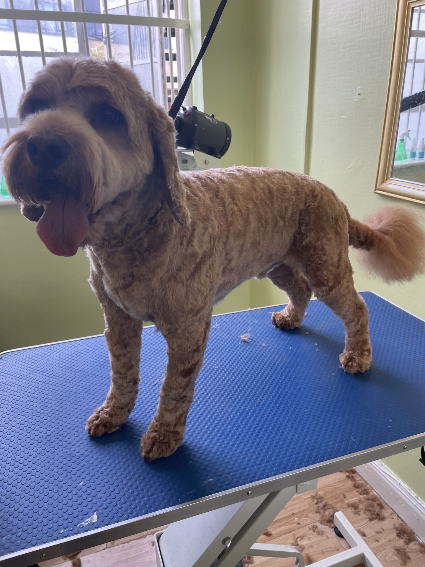 Gallery - DAPPER DOGS....DOG GROOMERS,PET SHOP AND AMAZING PET BOUTIQUE ...