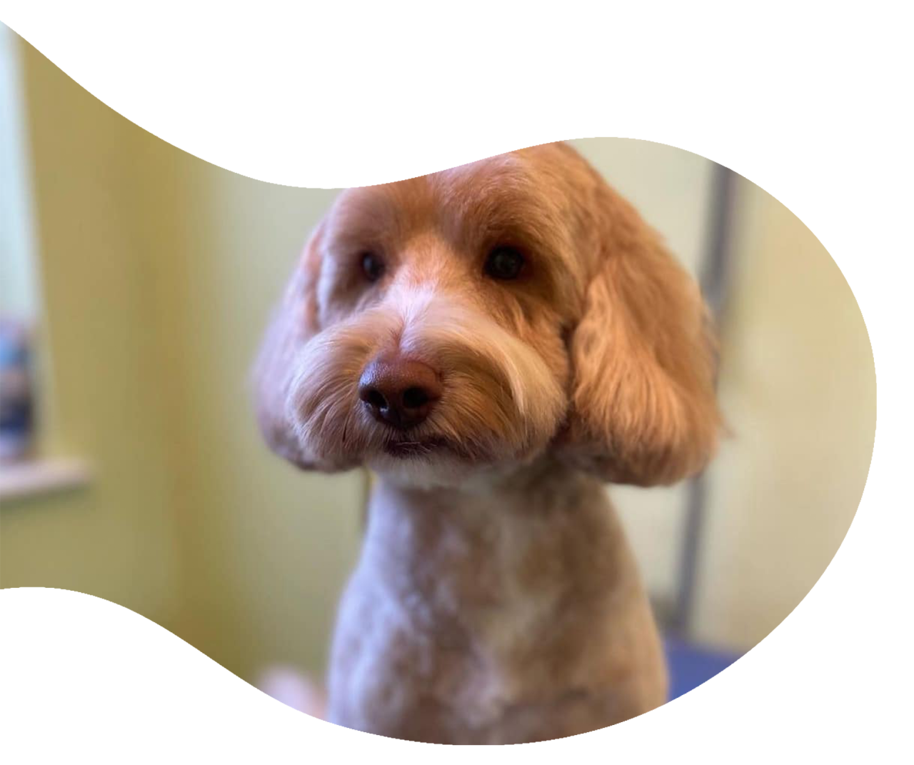 About Us - DAPPER DOGS....DOG GROOMERS,PET SHOP AND AMAZING PET ...